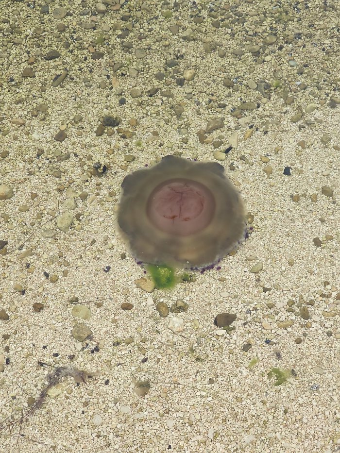 Najljepša mediteranska meduza preplavila Karinsko i Novigradsko more ...