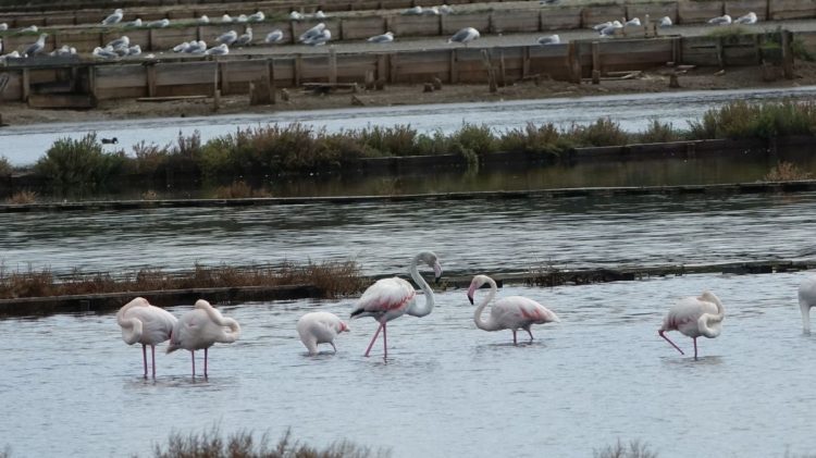 Plamenci Flamingosi M. Dejanović 4. 10. 2024 (16) – 057info