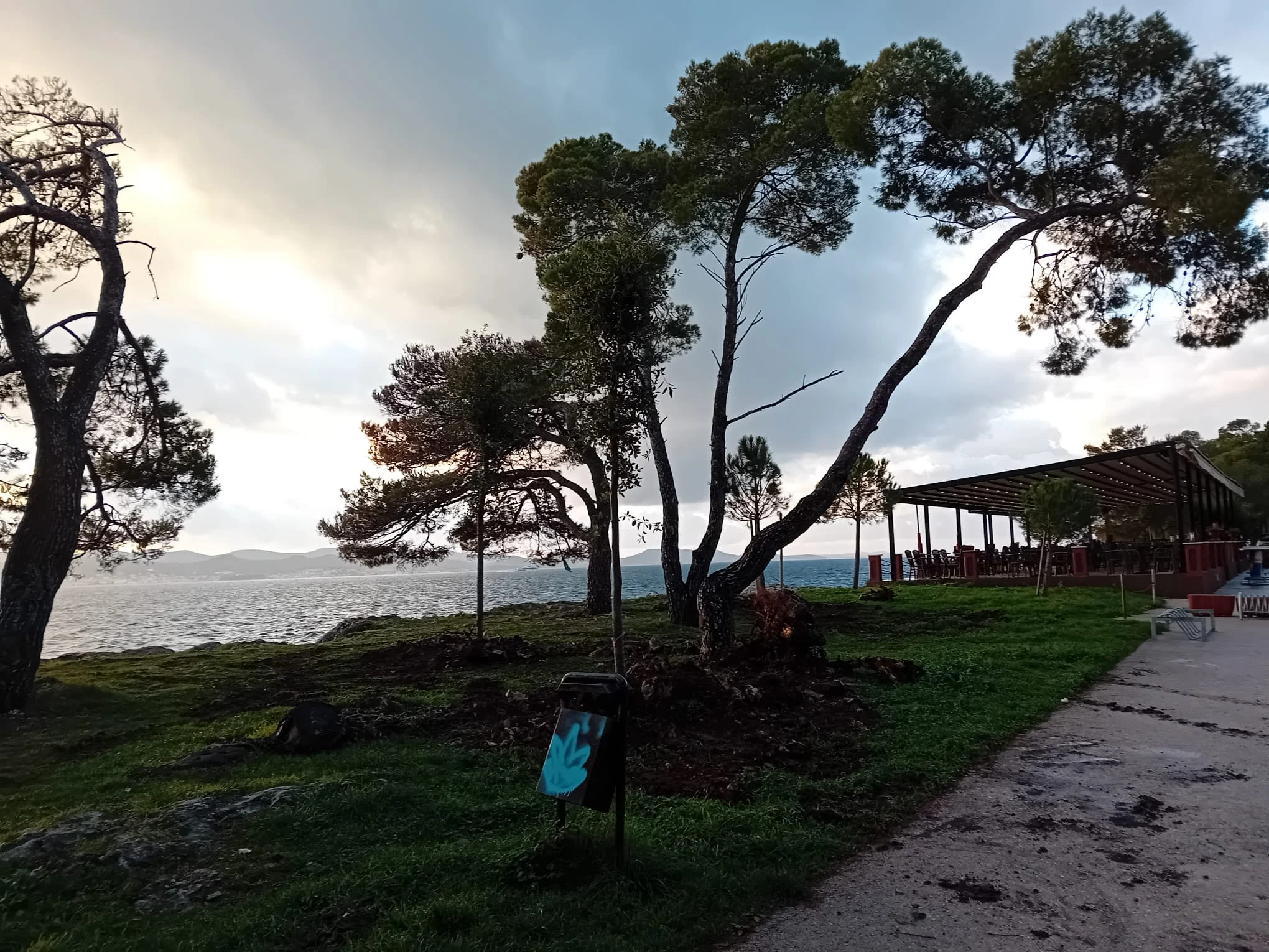Velika sadnja stabala iz Zelenog plana na Punti Bajlo – 057info